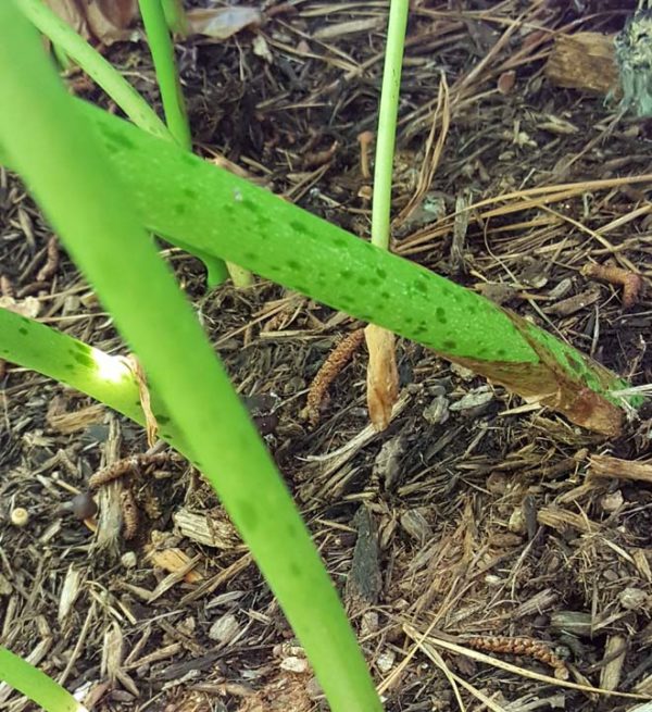 Amorphophallus albus