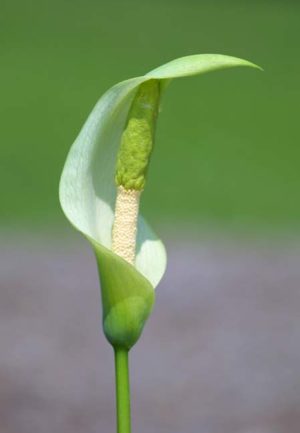 Amorphophallus albus