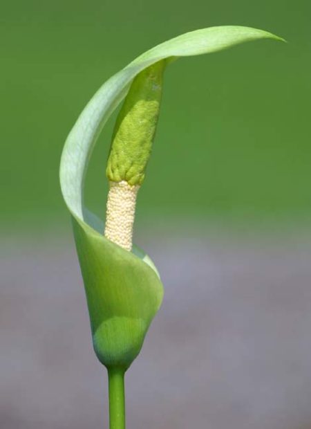Amorphophallus albus